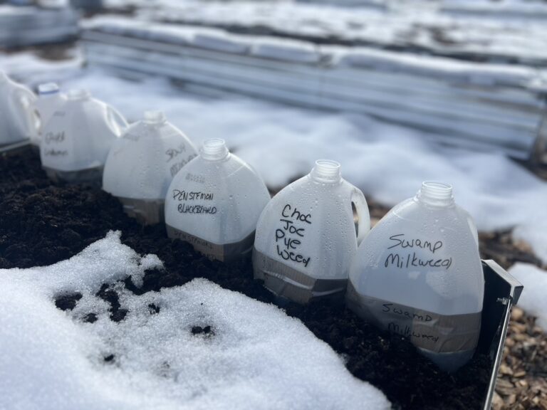 Winter Sowing Guide: How to Winter Sow Successfully - Debs Daily